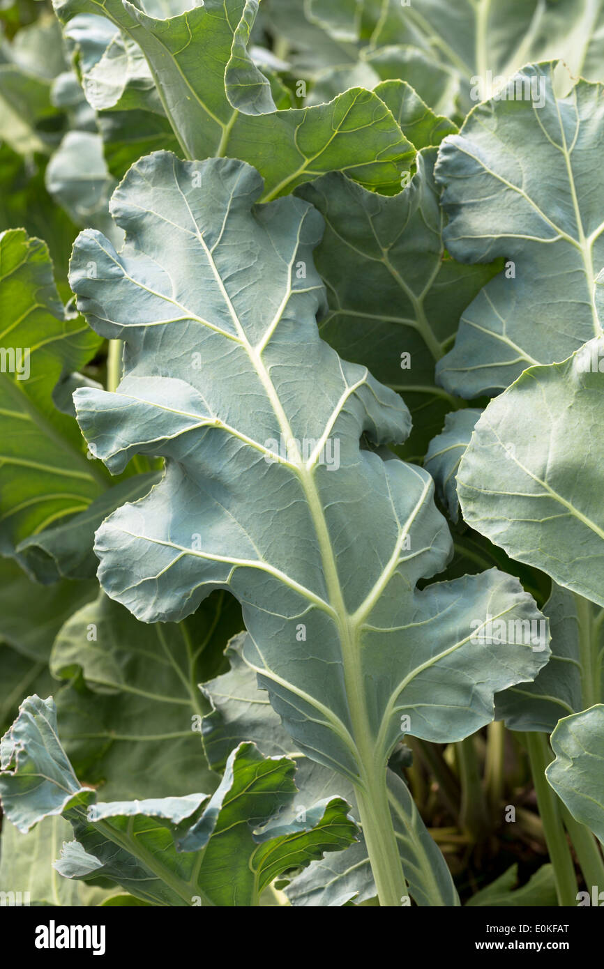 Sea kale hi-res stock photography and images - Alamy