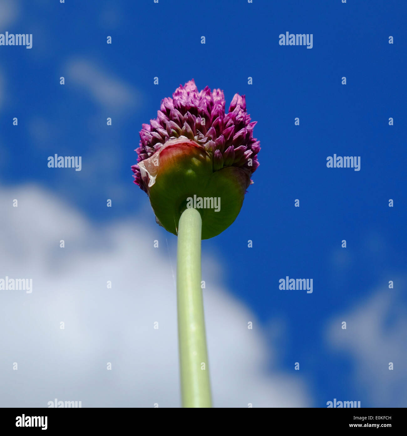 Opening allium flower hi-res stock photography and images - Alamy