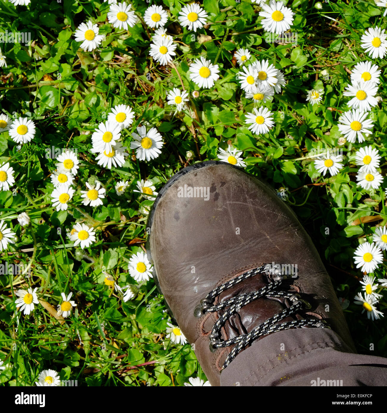 Stepping on flowers hi-res stock photography and images - Alamy