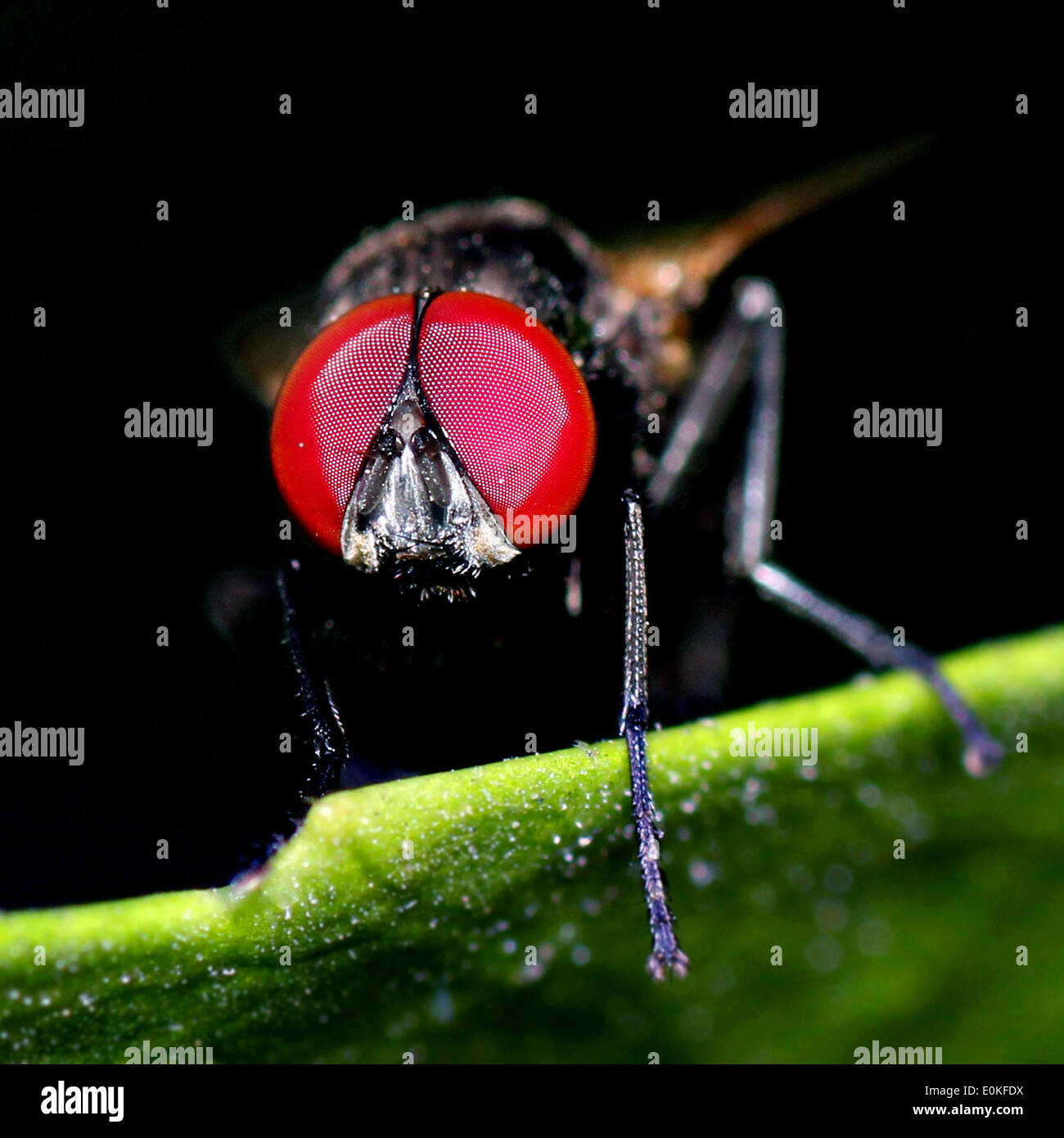 Pest insect shot hi-res stock photography and images - Alamy