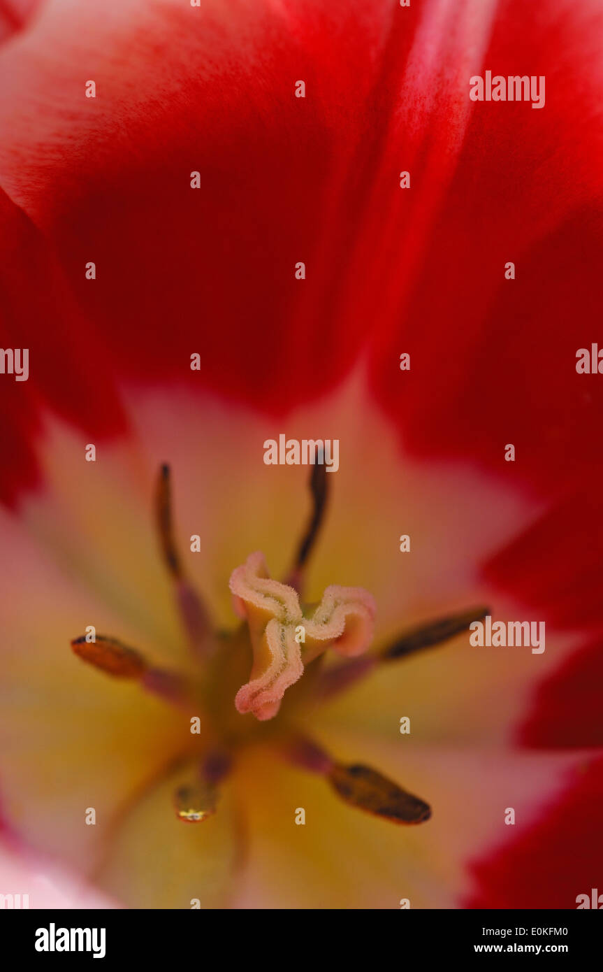 Tulip flower closeup Stock Photo - Alamy