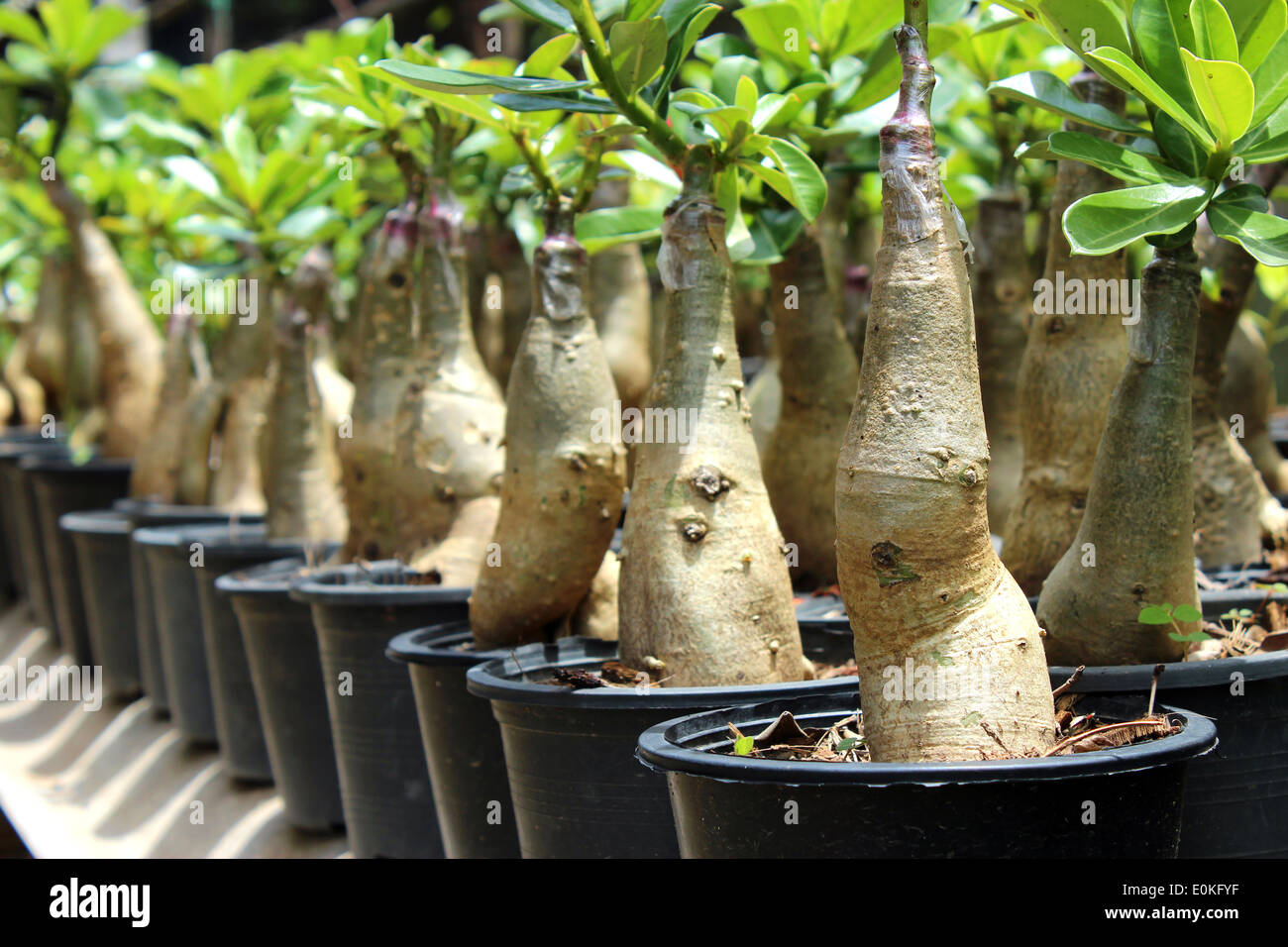 Potted adenium hi-res stock photography and images - Alamy