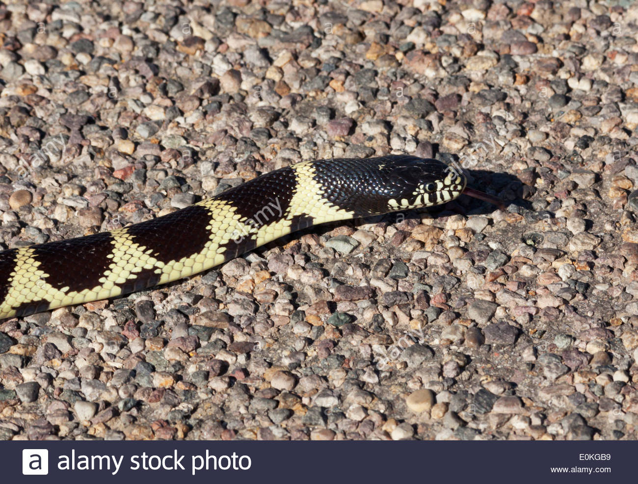 Common Kingsnake High Resolution Stock Photography and Images - Alamy
