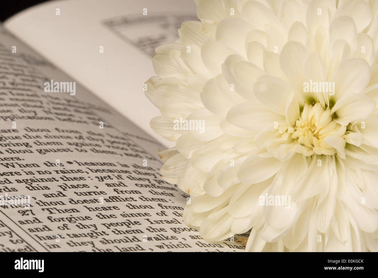 Close up of a white flower on a Bible Stock Photo - Alamy