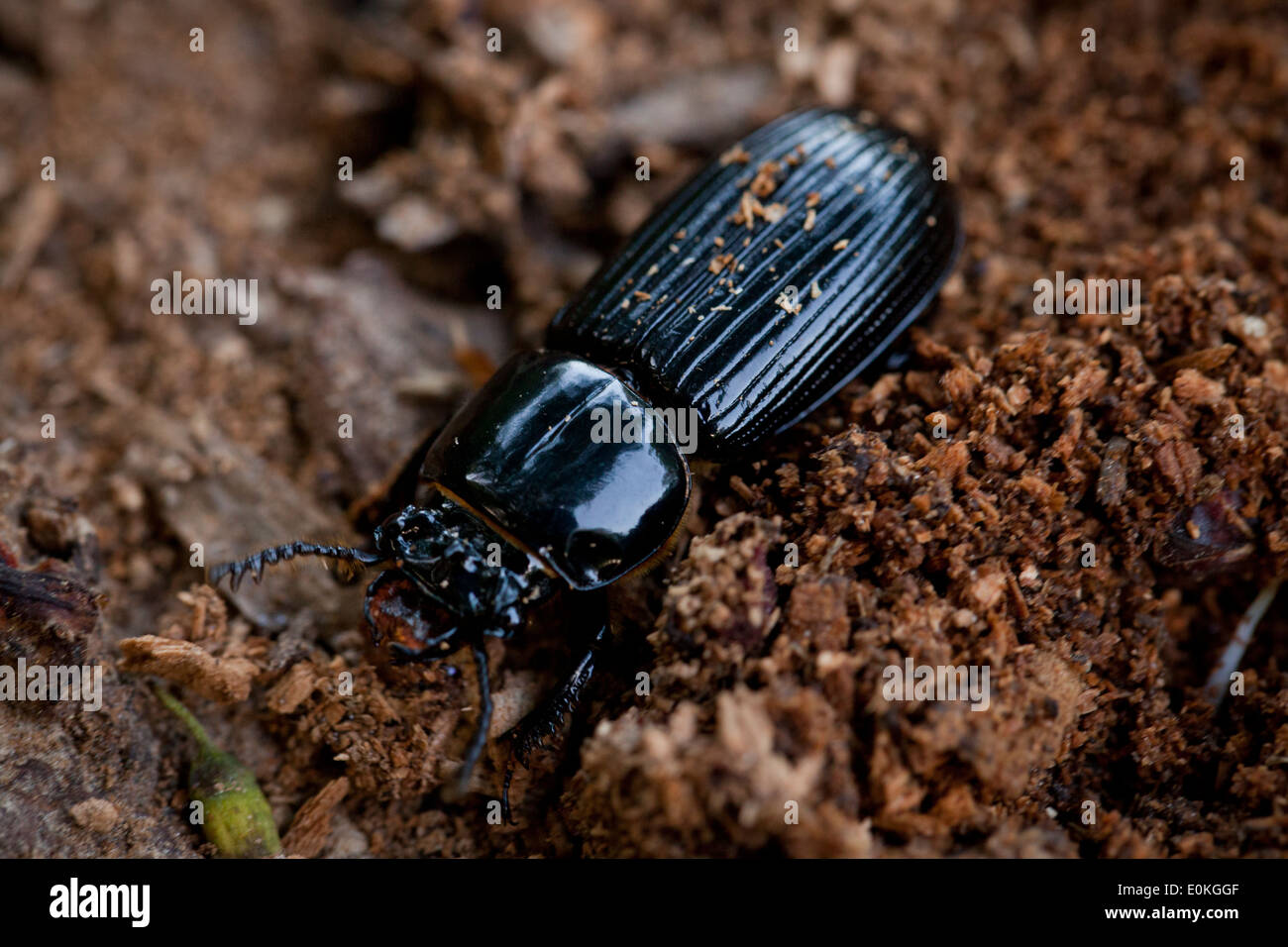 Odontotaenius disjunctus hi-res stock photography and images - Alamy