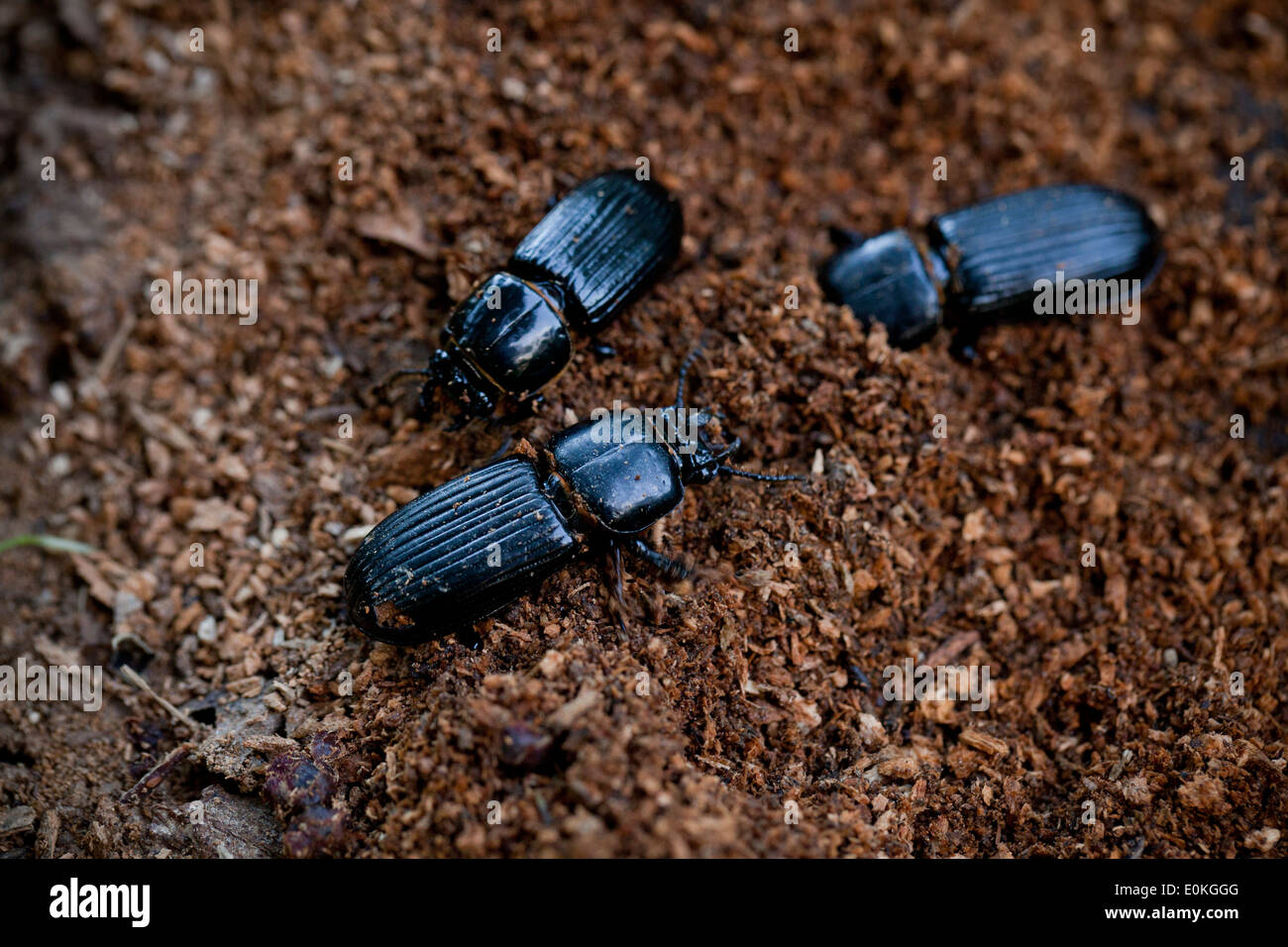 Passalidae beetle hi-res stock photography and images - Alamy