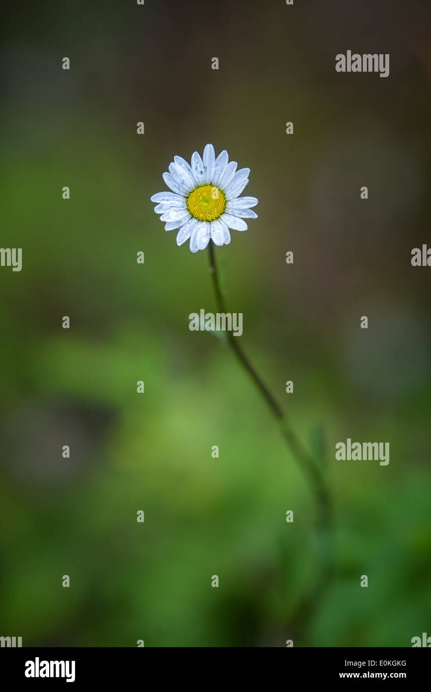 A single daisy on a beach in Alaska Stock Photo - Alamy
