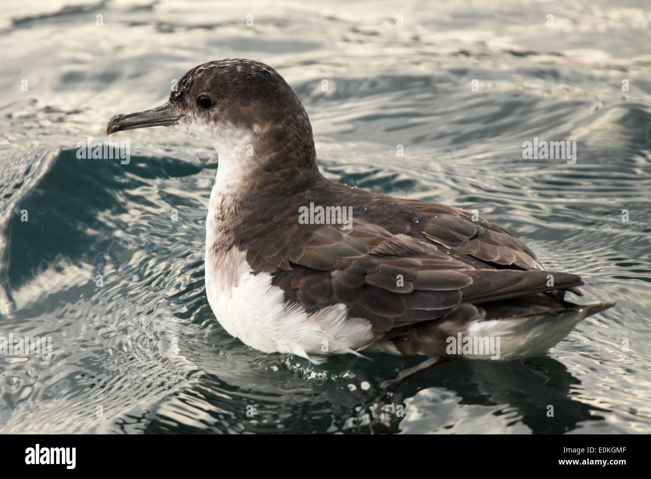 Shearwater bird hi-res stock photography and images - Alamy
