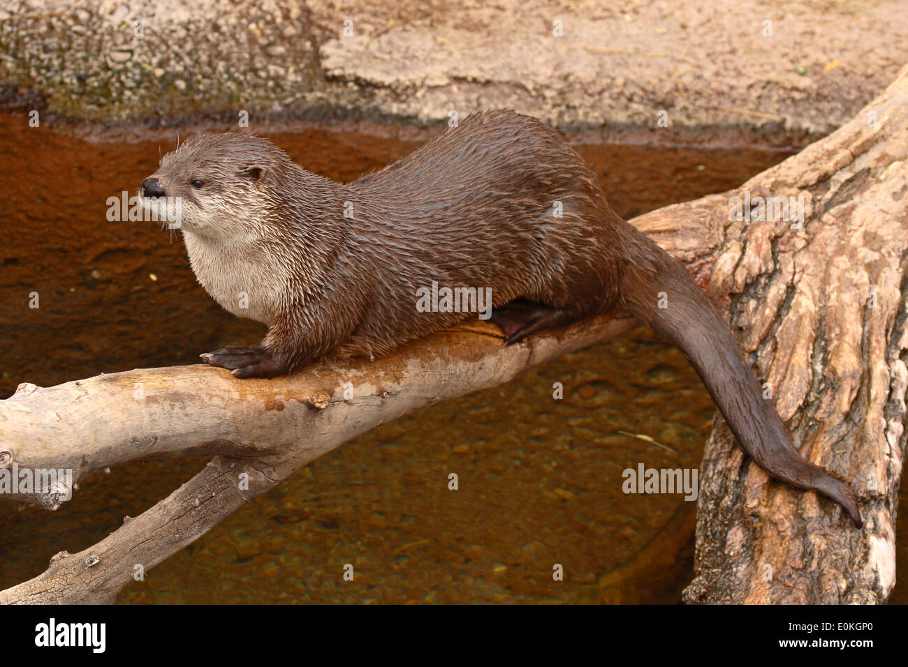 Otter on log hi-res stock photography and images - Alamy