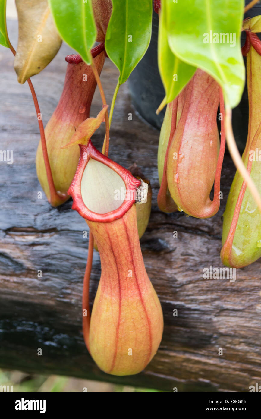 Tropical Pitcher Plant Stock Photo - Alamy