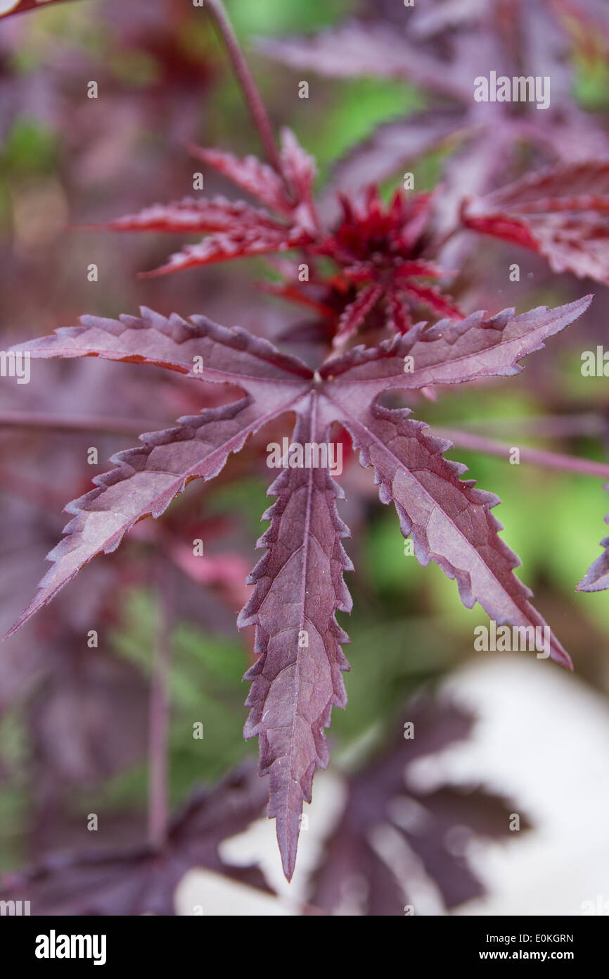 Horizontal leaf hi-res stock photography and images - Alamy