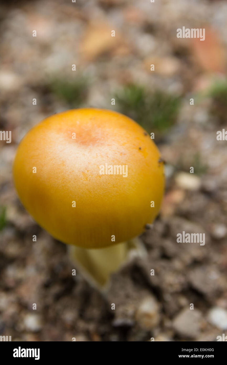 Mushroom plant tree hi-res stock photography and images - Alamy