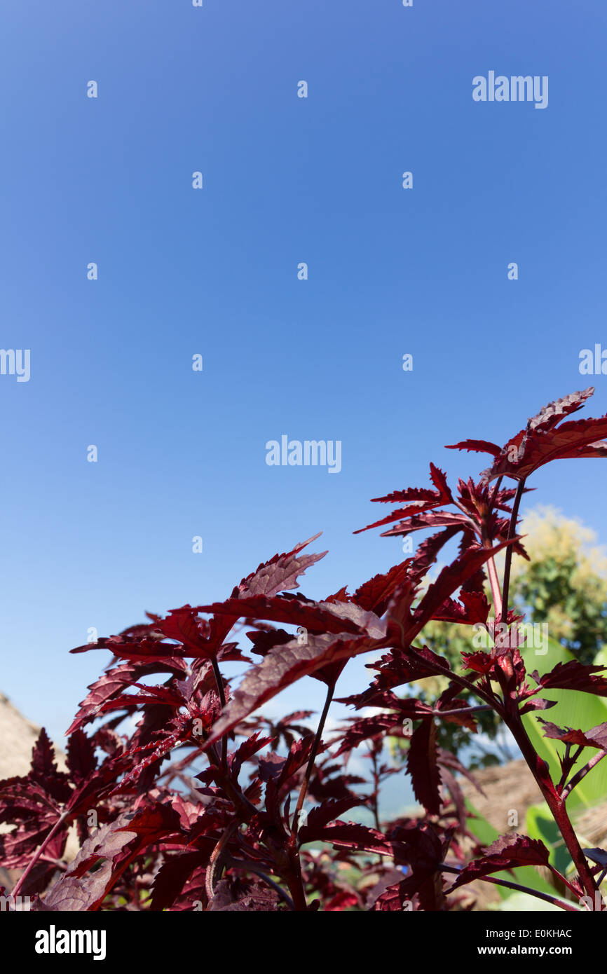 Horizontal leaf hi-res stock photography and images - Alamy