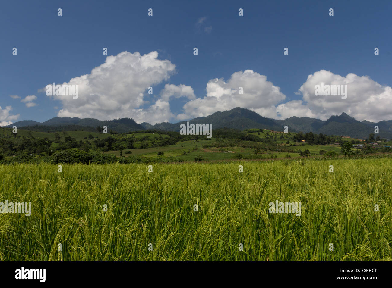 Rice filed in Thailand Stock Photo - Alamy