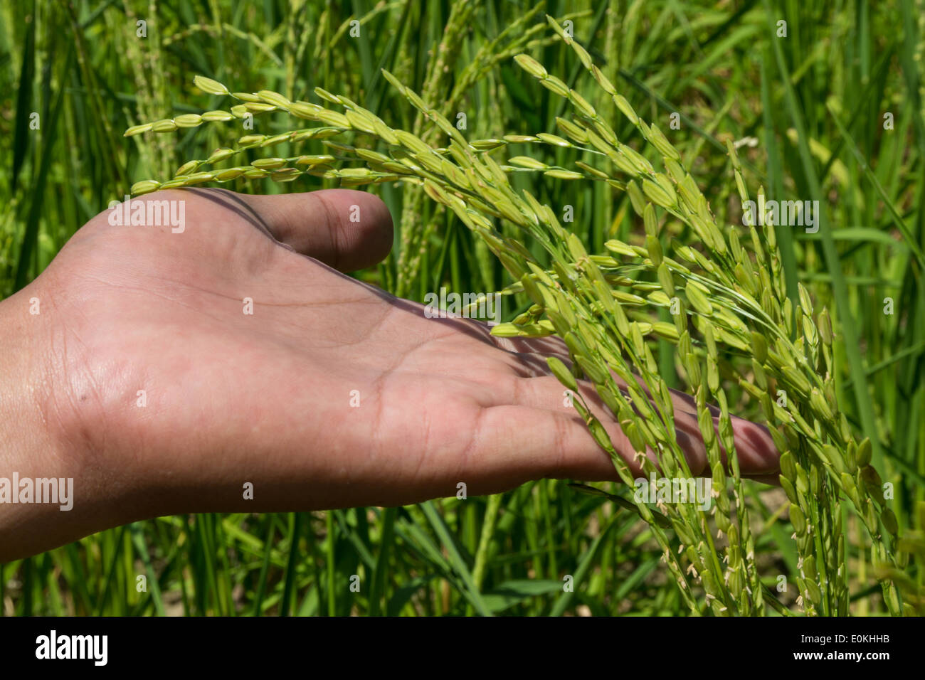 Rice filed in Thailand Stock Photo - Alamy