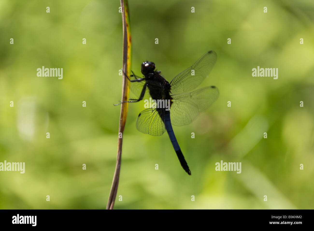 Large dragonfly hi-res stock photography and images - Alamy
