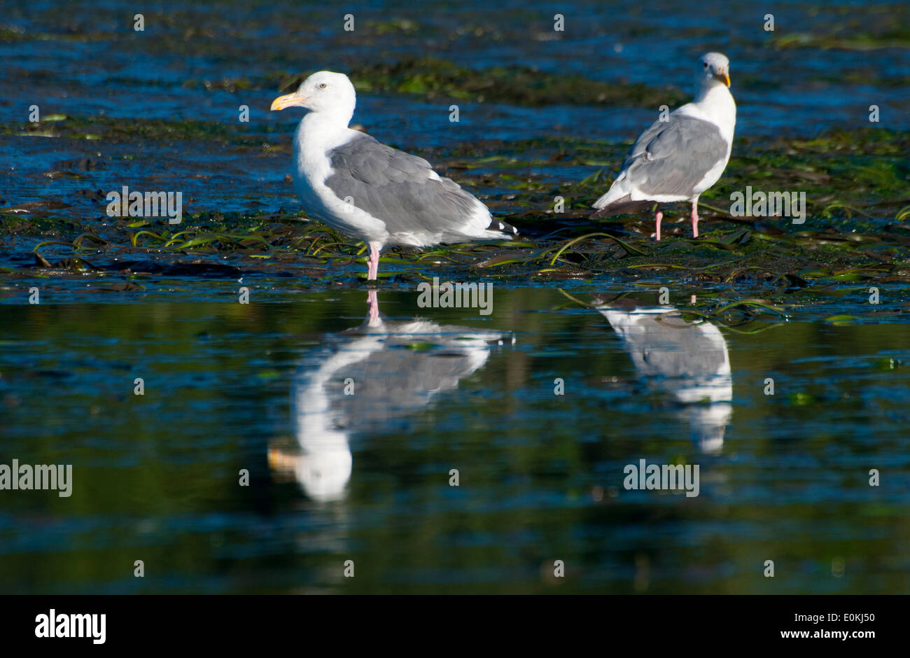 Gull on South Slough mudflat, South Slough National Estuarine Research ...