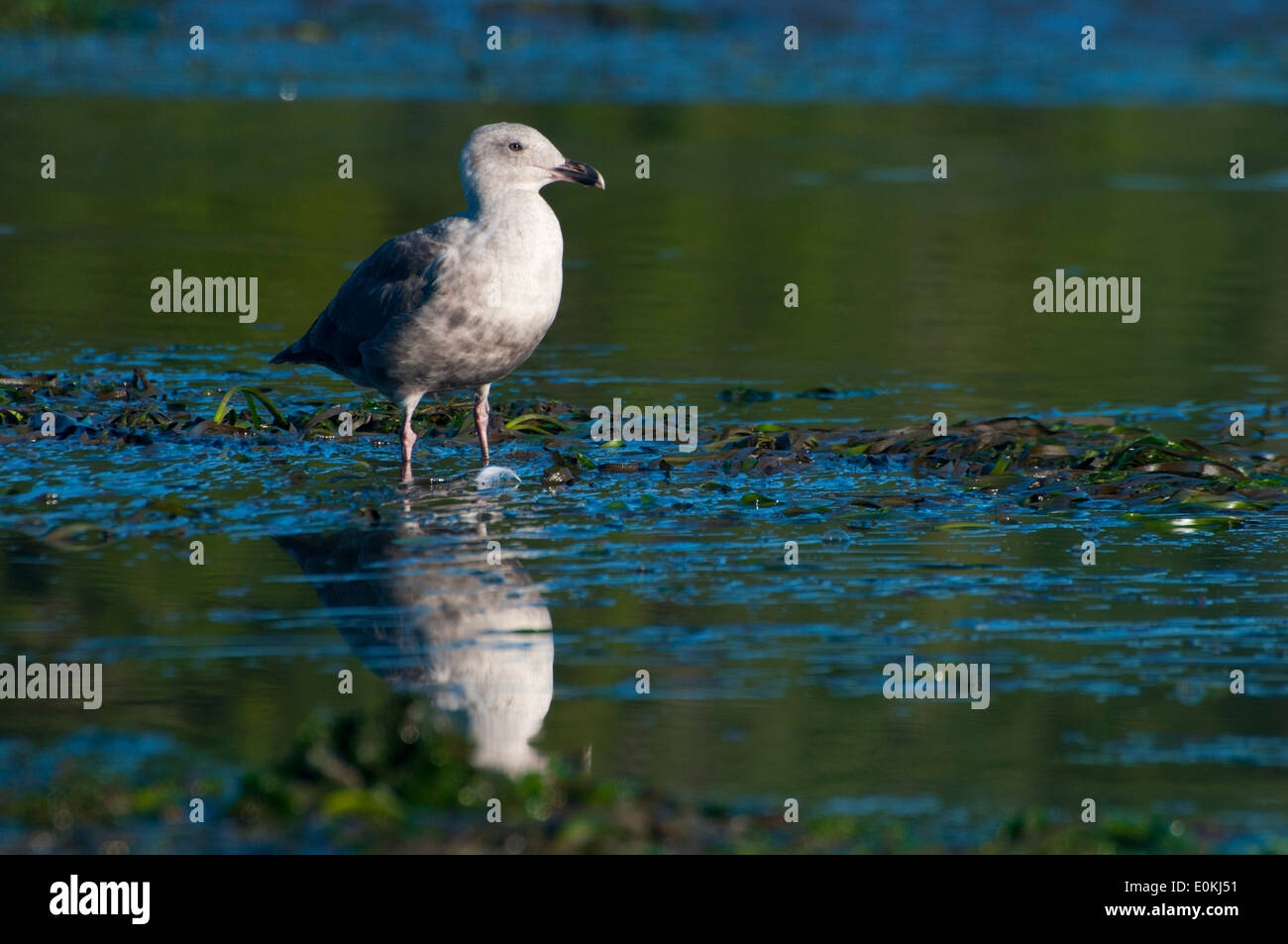 Gull on South Slough mudflat, South Slough National Estuarine Research ...