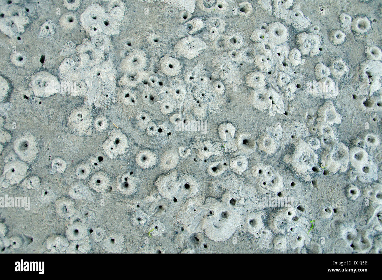 Sand shrimp hi-res stock photography and images - Alamy