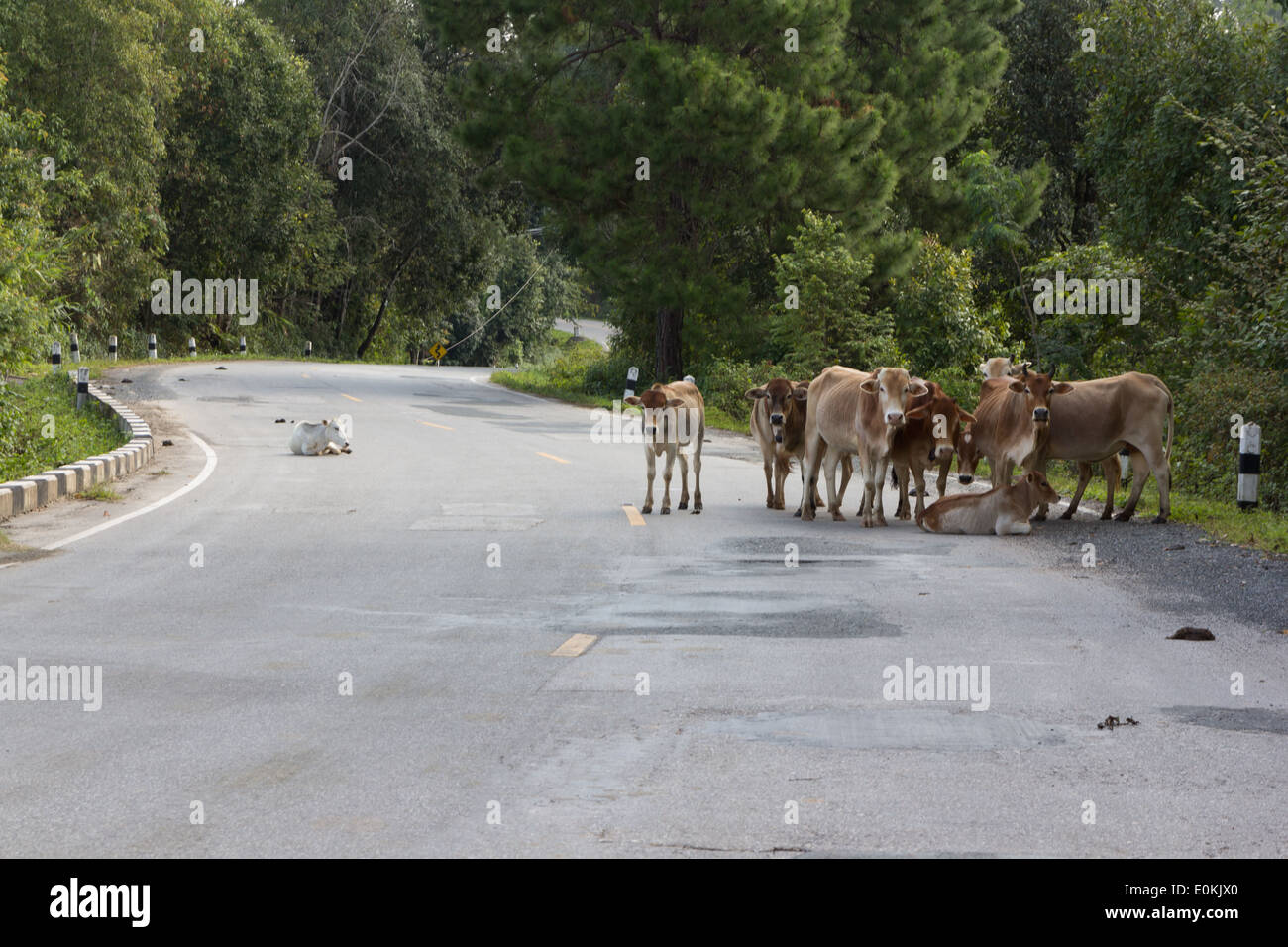 Oxes on road hi-res stock photography and images - Alamy