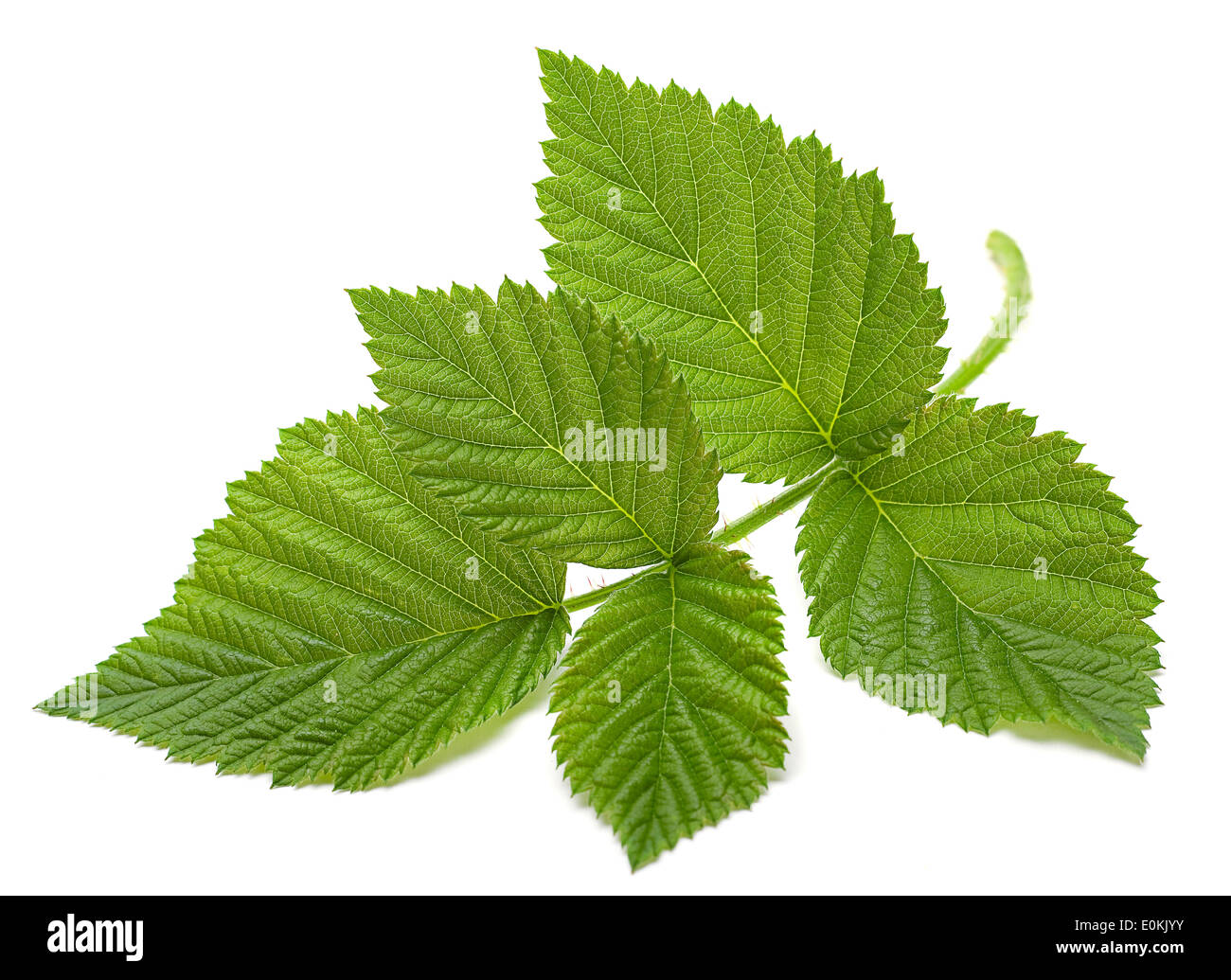 Raspberry fruit leaf closeup isolated on white Stock Photo - Alamy