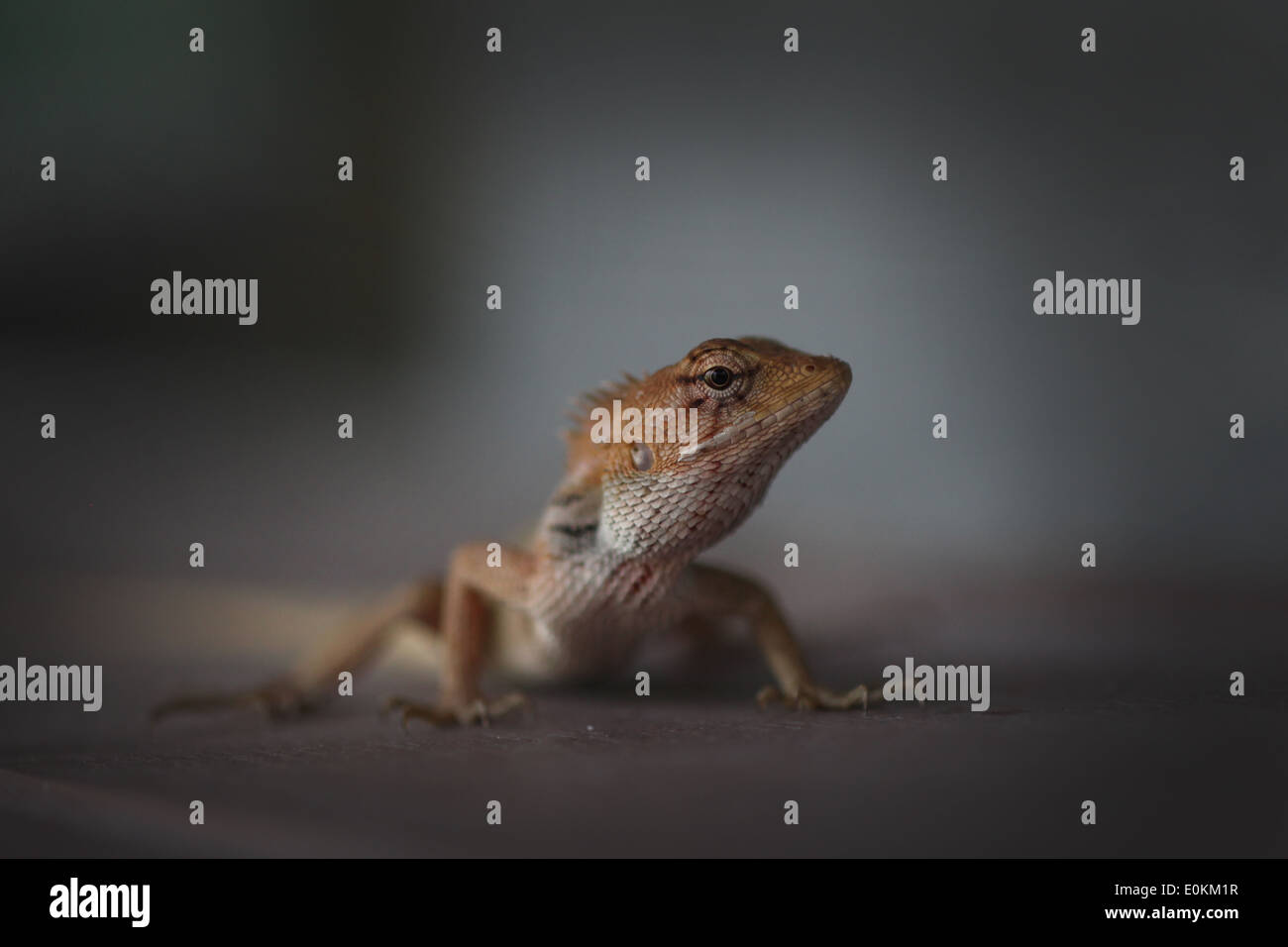 Oriental garden lizards of thailand hi-res stock photography and images ...