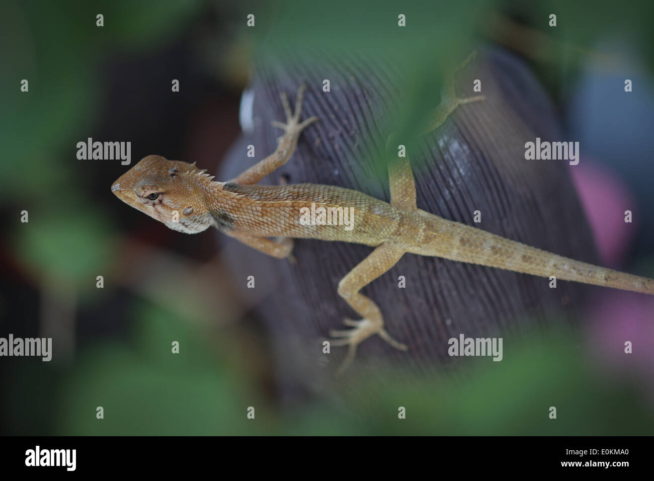 Oriental Garden Lizard, Thailand Stock Photo - Alamy