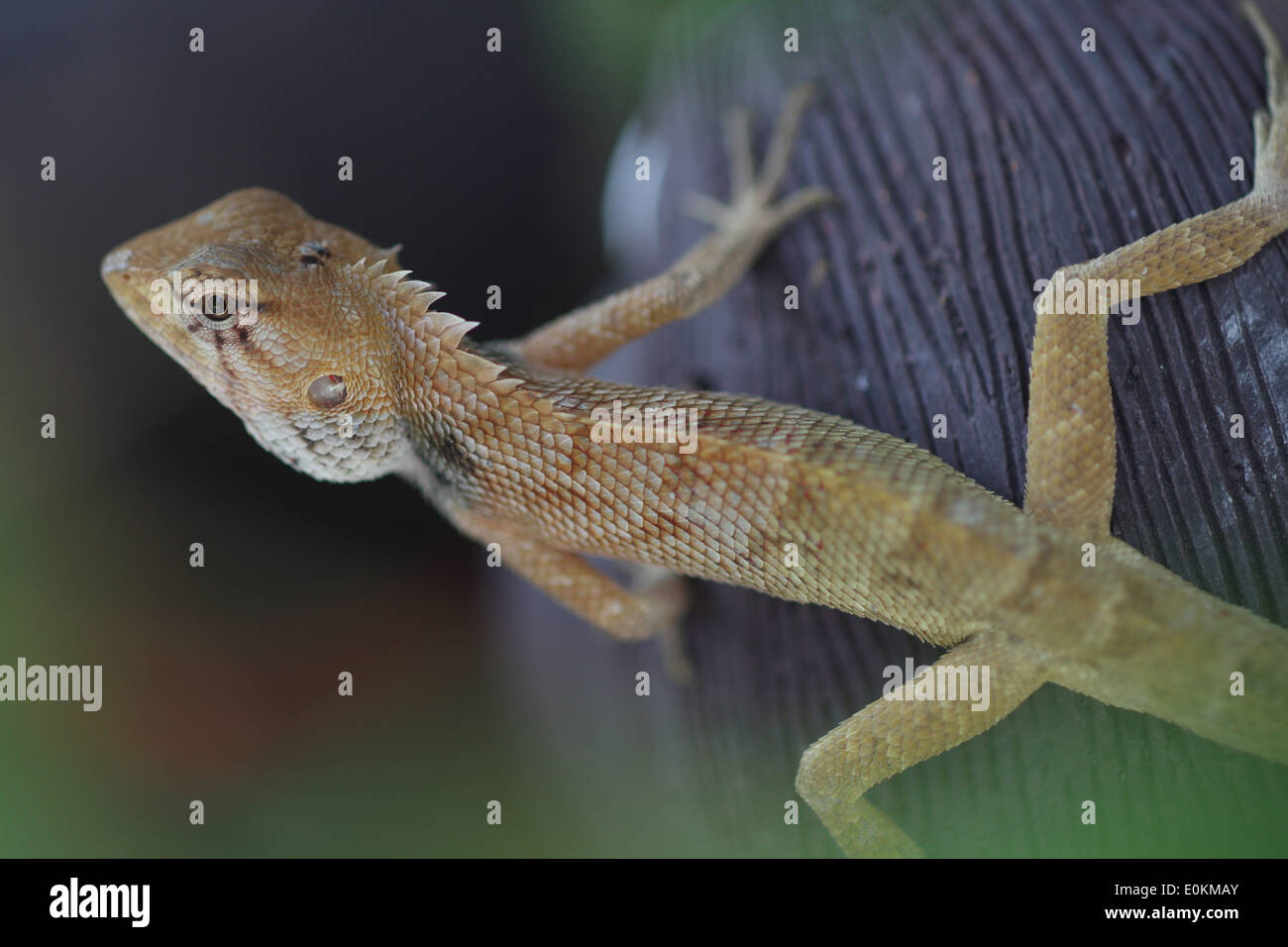 Oriental Garden Lizard, Thailand Stock Photo - Alamy