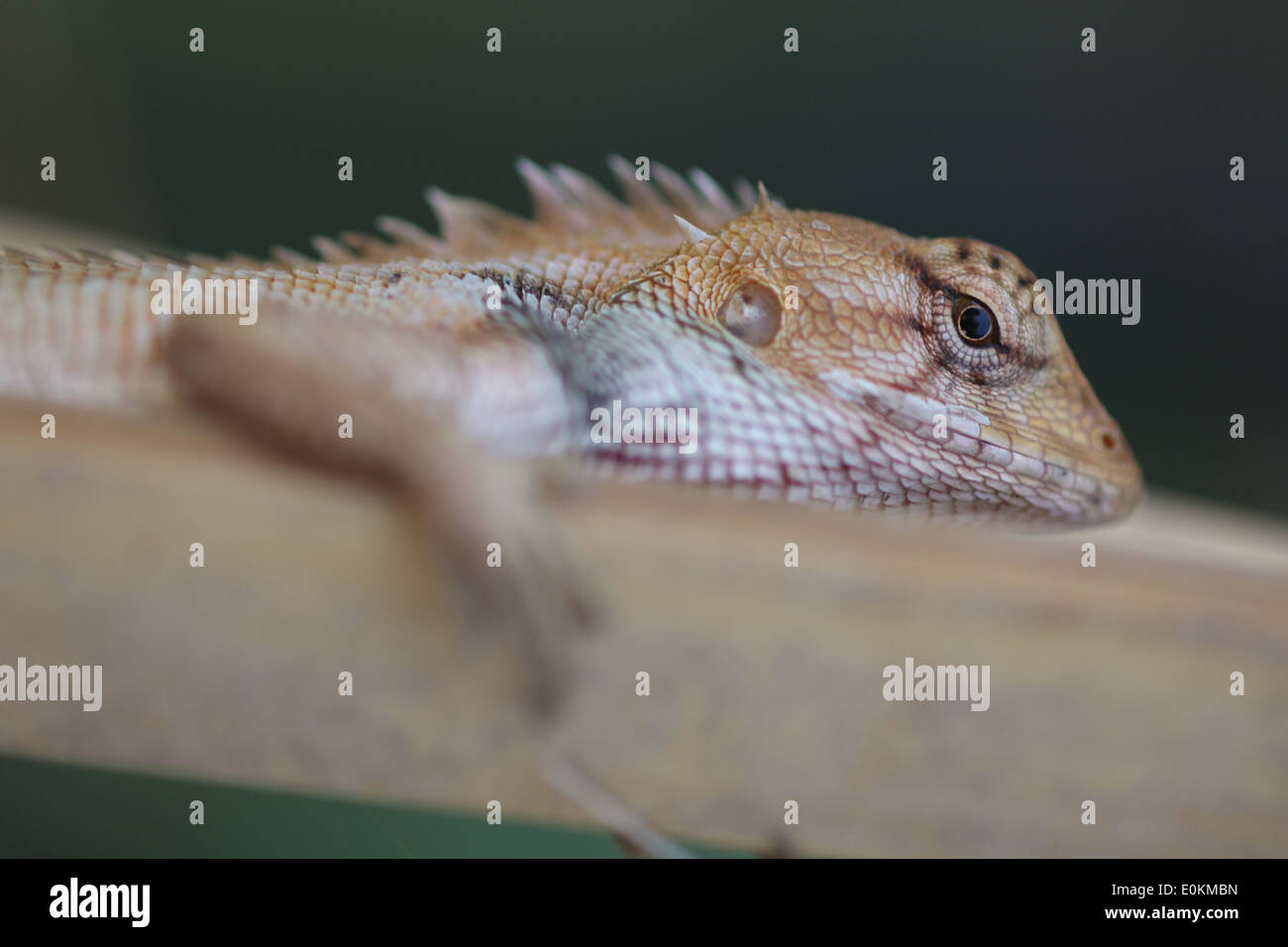 Oriental Garden Lizard, Thailand Stock Photo - Alamy
