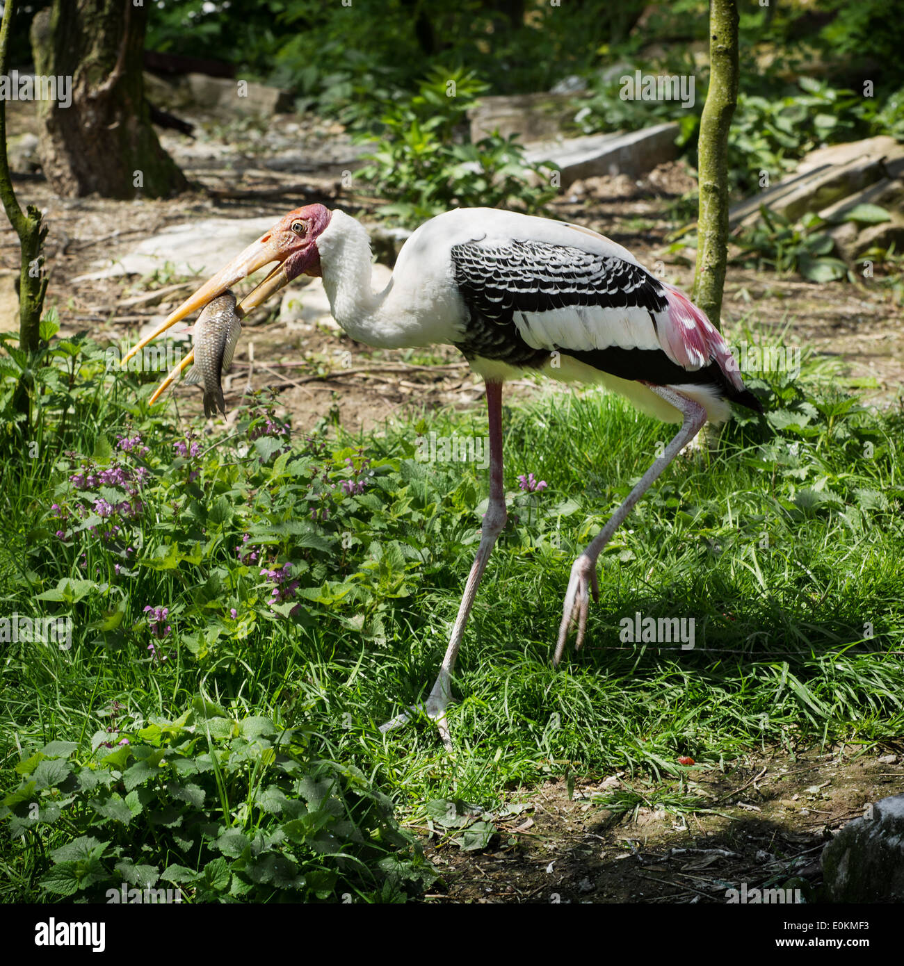 Painted stork (Mycteria leucocephala) catch the fish Stock Photo - Alamy