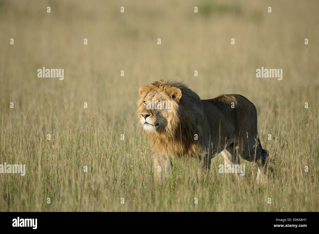 Lion pride walking hi-res stock photography and images - Alamy