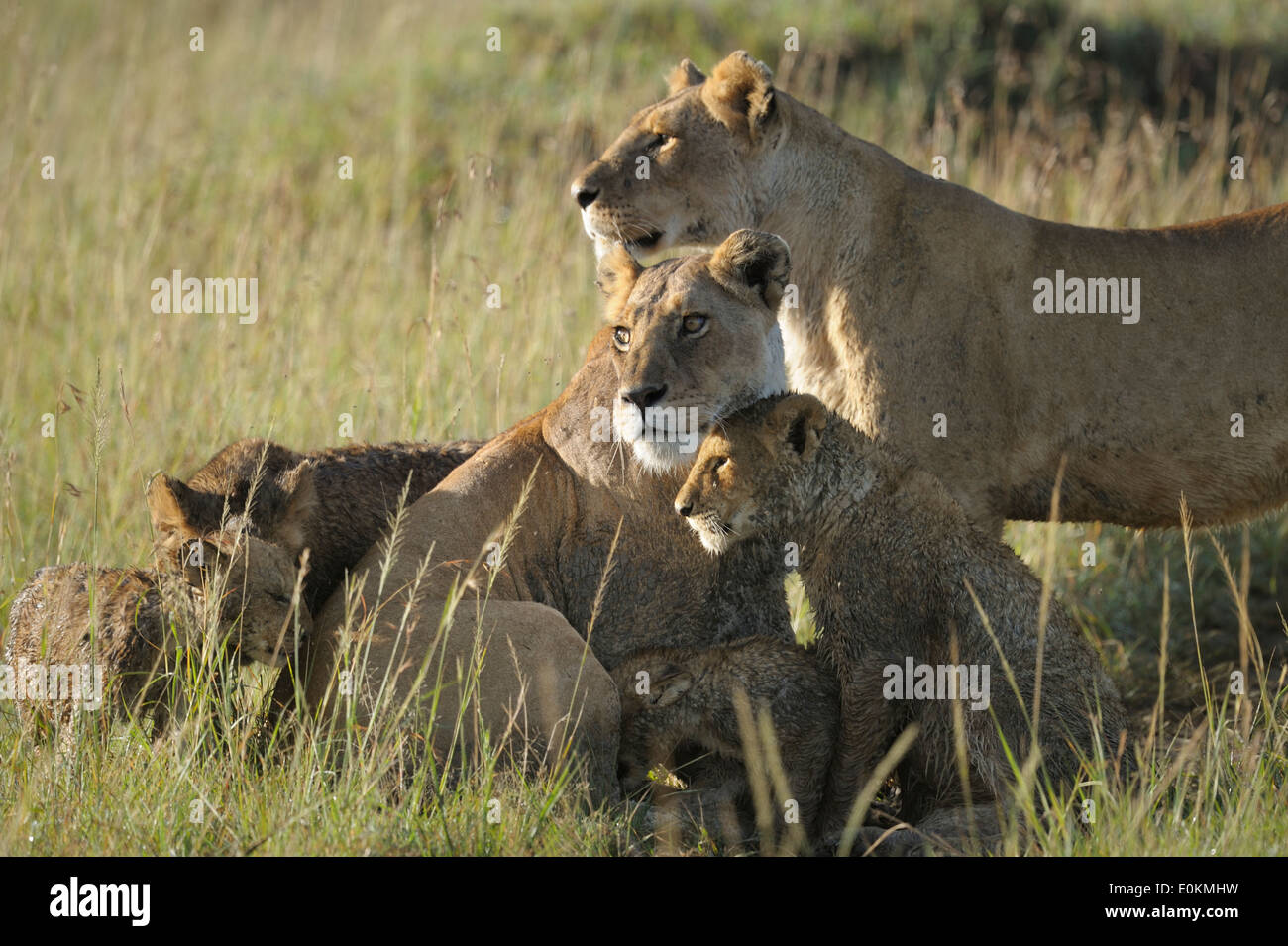An afraid locking Lion pride with cubs, Masai Mara, Kenya Stock Photo ...