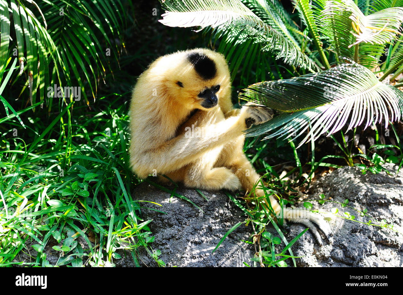 Golden cheek gibbon, also known as yellow-cheeked gibbon (Nomascus ...