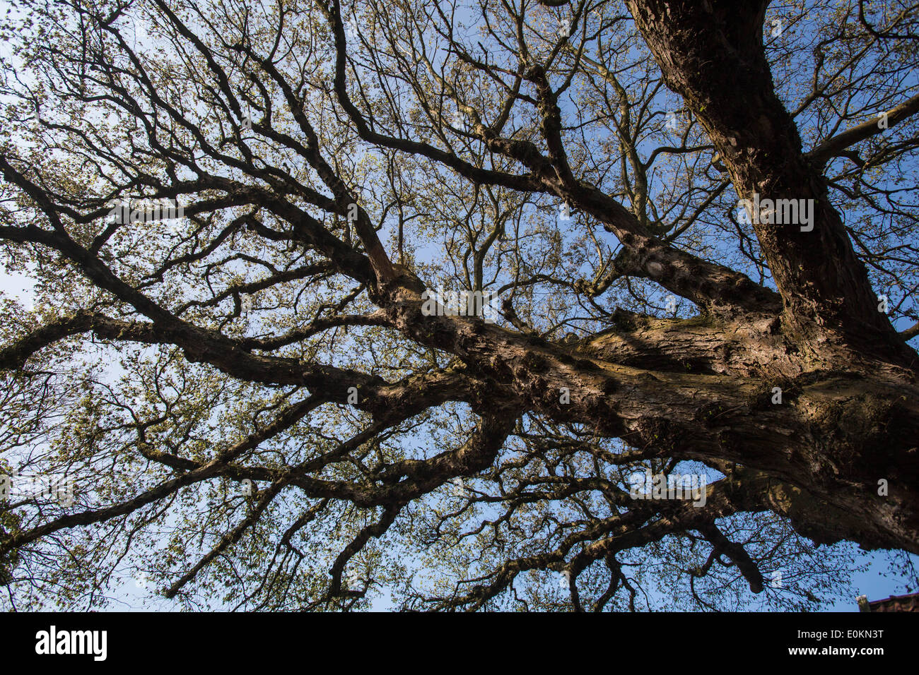 old elm tree on island Spiekeroog, ulmus campestris Stock Photo - Alamy