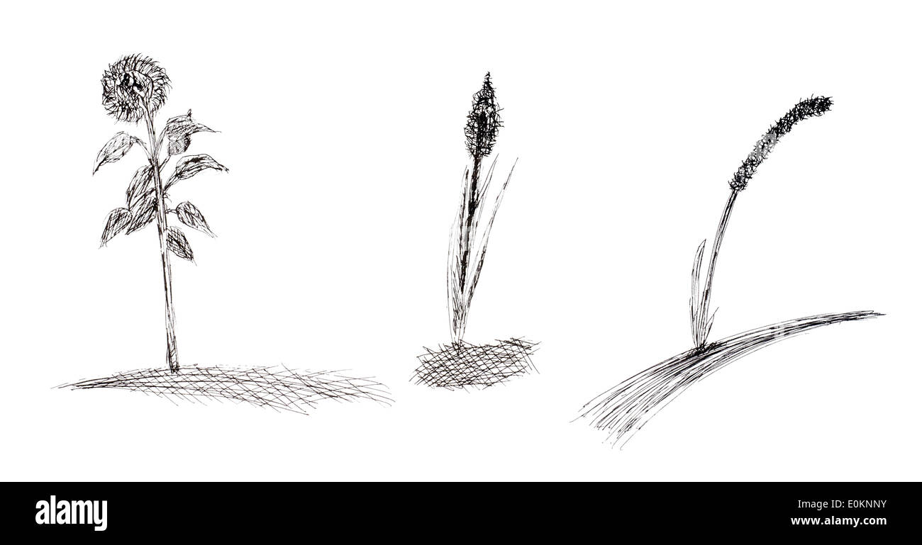 The stylized black-white graphic ink drawing - grass and sunflower ...