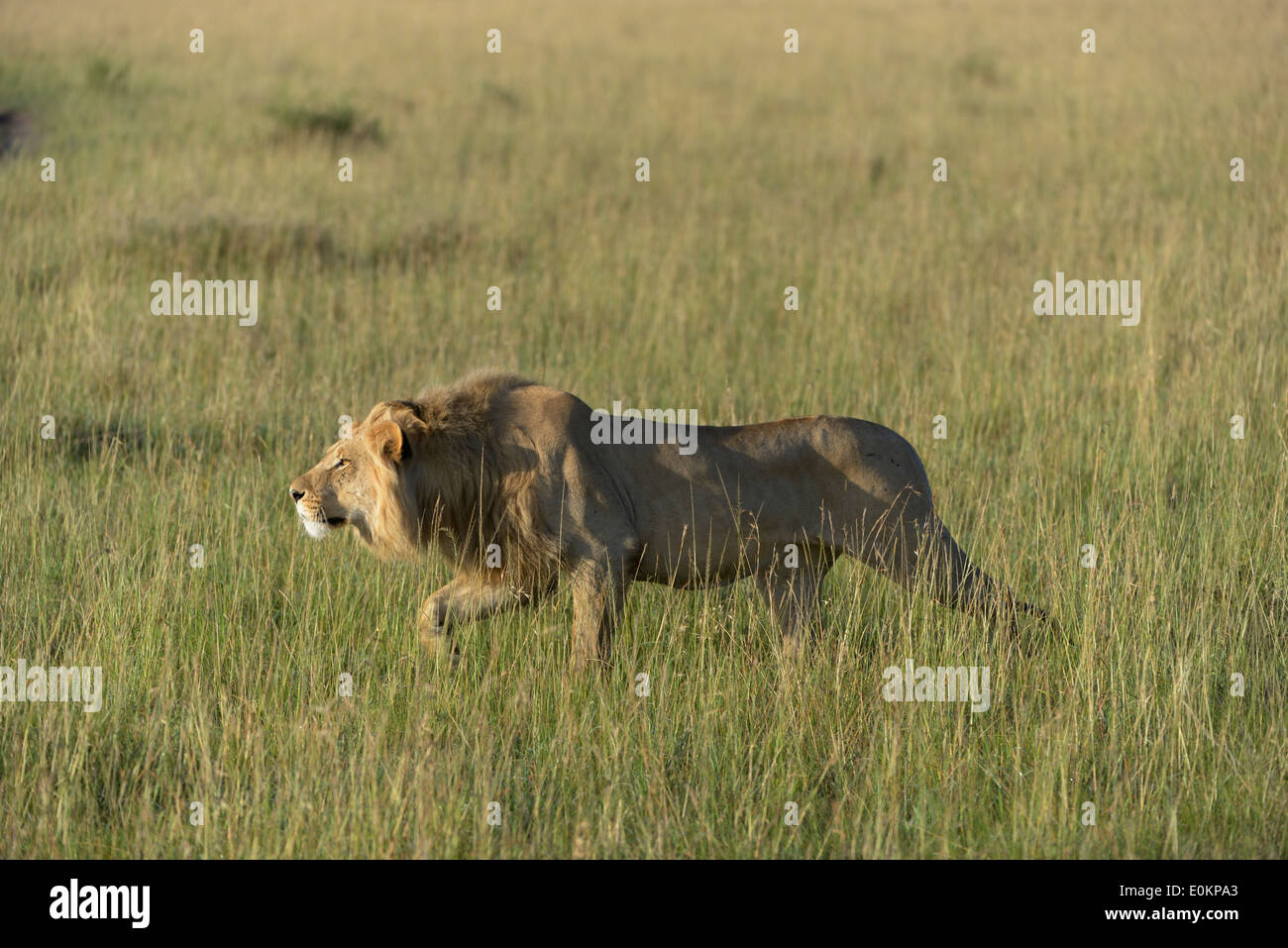 Attacking lion hi-res stock photography and images - Alamy