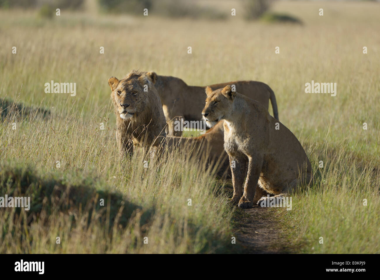 An afraid locking Lion pride with cubs, Masai Mara, Kenya Stock Photo ...