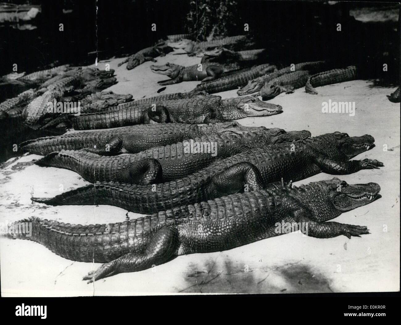 Mar. 03, 1938 - Alligators On Alligator Farm In California. U.S.A Stock ...