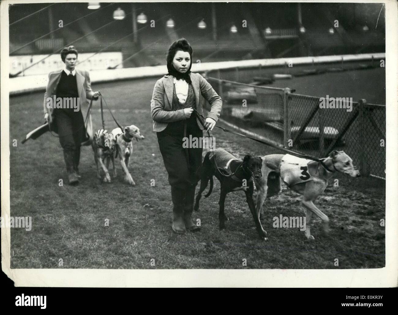 Dog gang hi-res stock photography and images - Alamy