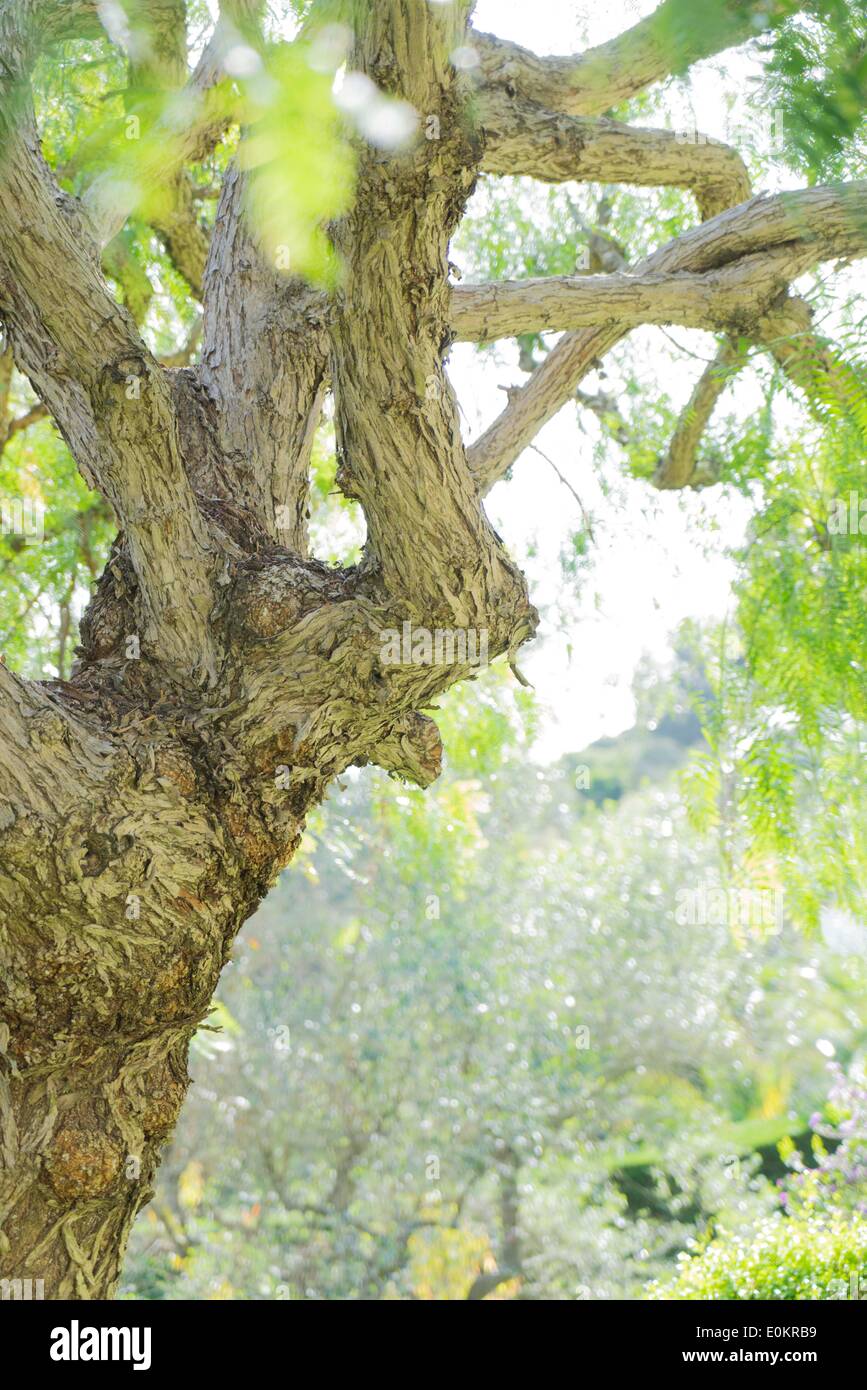 Details Of Acacia Tree Stock Photo - Alamy