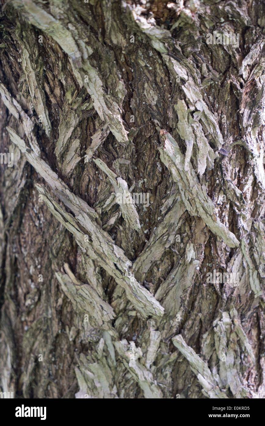 Details Of Acacia Tree Stock Photo - Alamy
