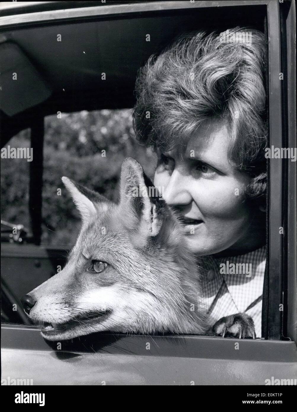 1950 fox hi-res stock photography and images - Alamy
