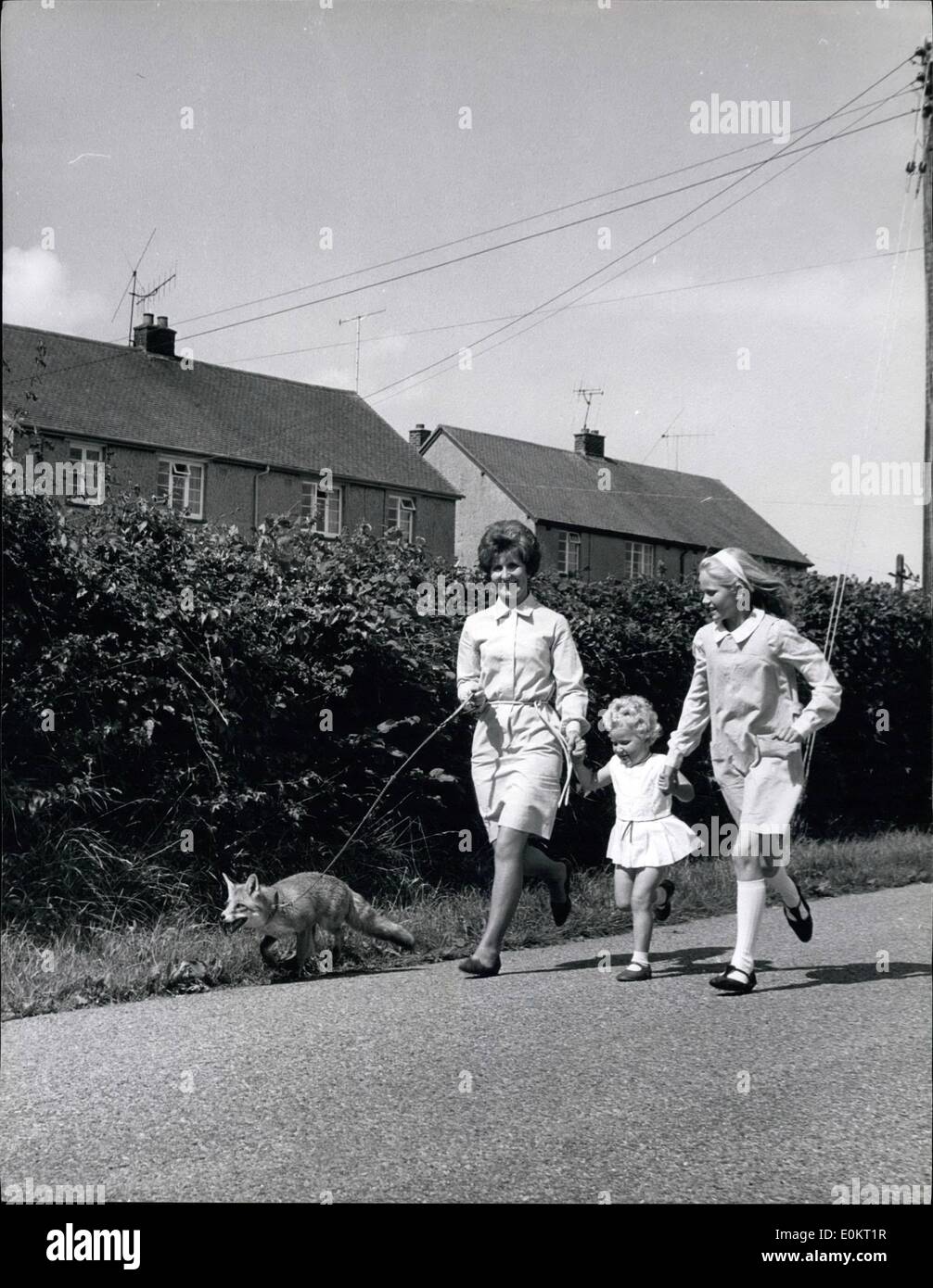 1950 fox hi-res stock photography and images - Alamy
