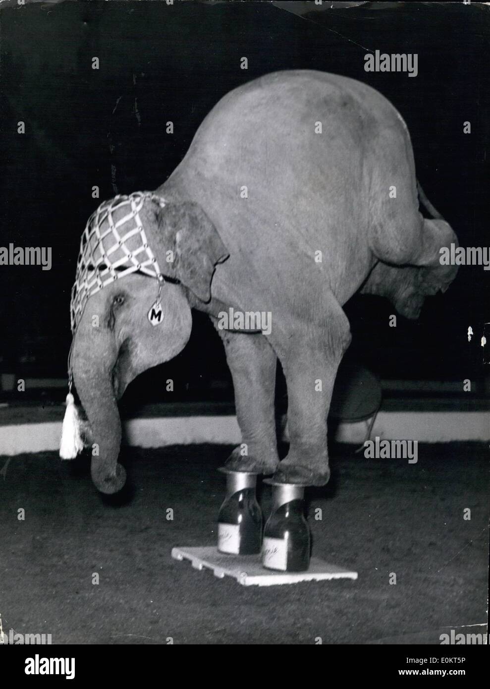 Dec. 12, 1948 - Photo shows one of the elephants at the Harringay ...
