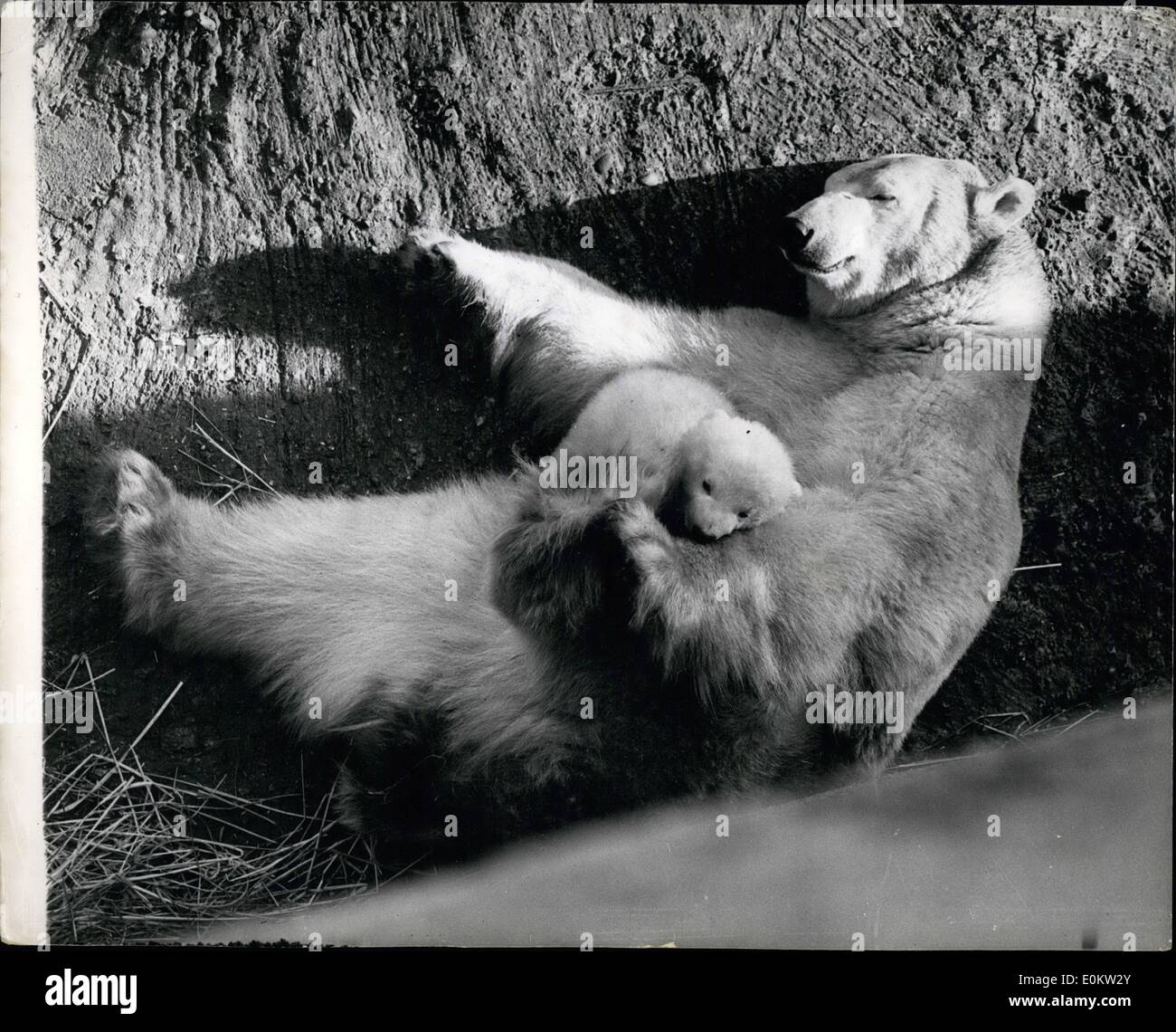 Feb. 02, 1950 - Sunshine brings out the baby Polar bear to play with ...