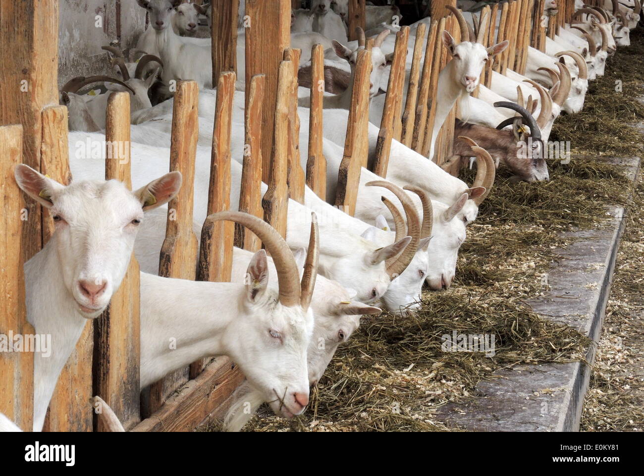 Keeping of goats in the competence center for ecological agriculture of ...