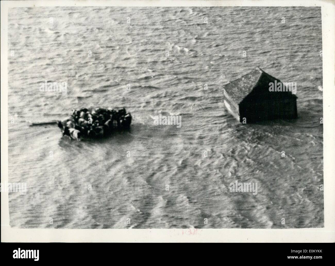 Feb. 02, 1953 - Cattle Huddle on a Mound-as the waters close in floods ...