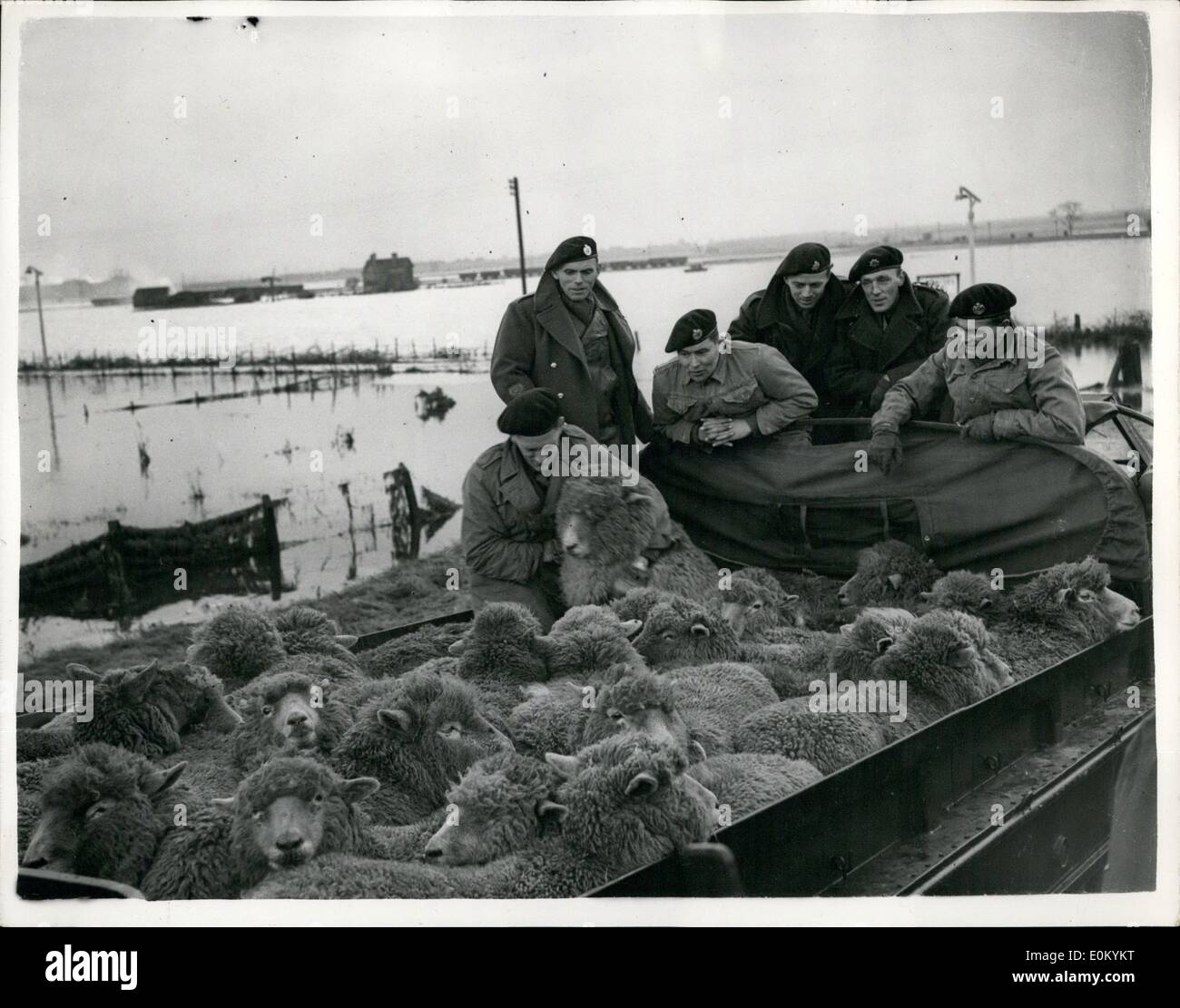 Feb. 02, 1953 - Troops remove sheep from the isle of sheppey. navy ...