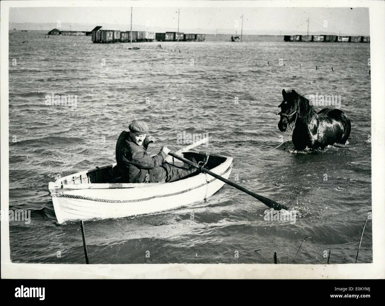 Horse daisy hi-res stock photography and images - Alamy