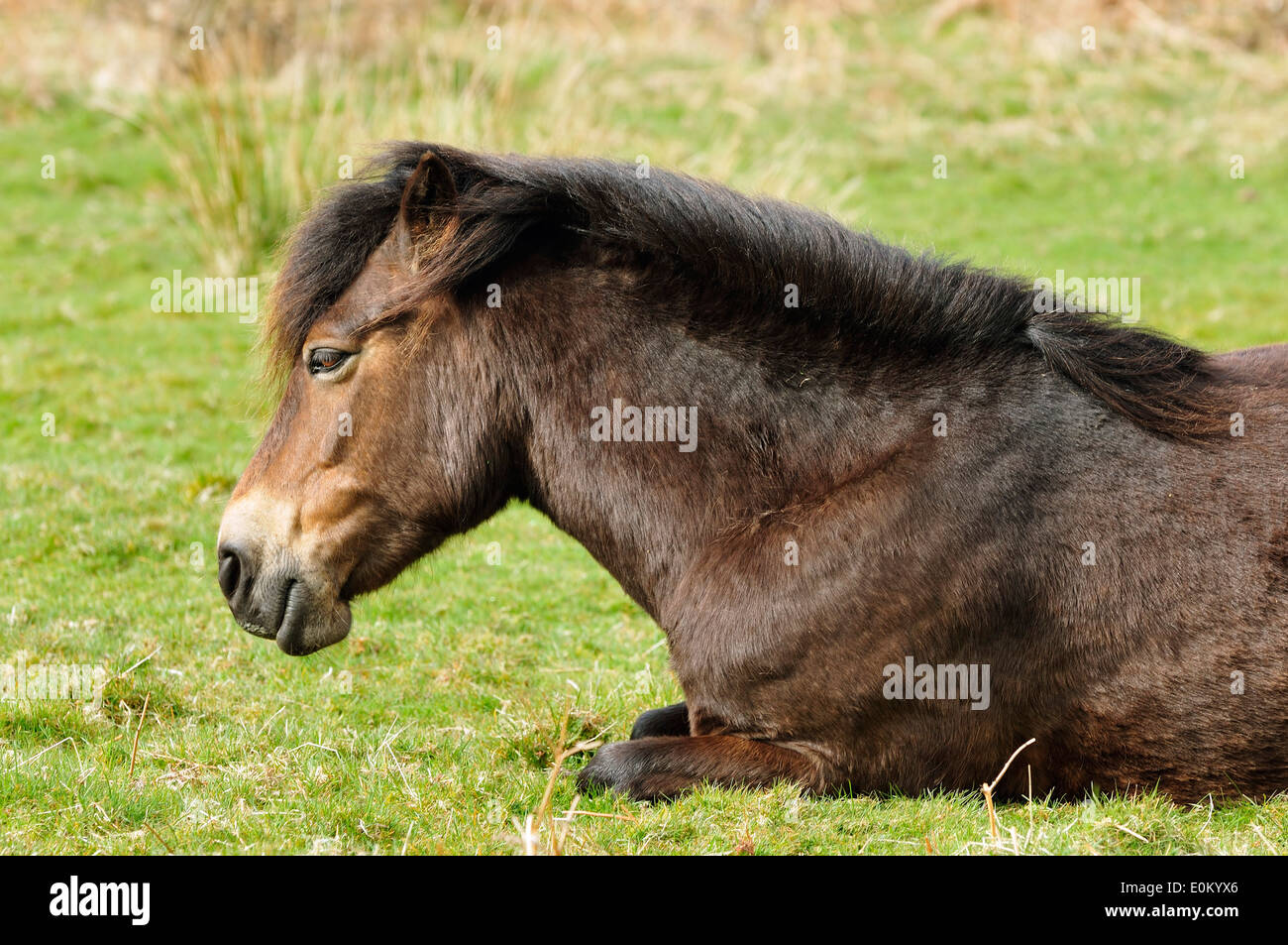 Horse sitting down hi-res stock photography and images - Alamy